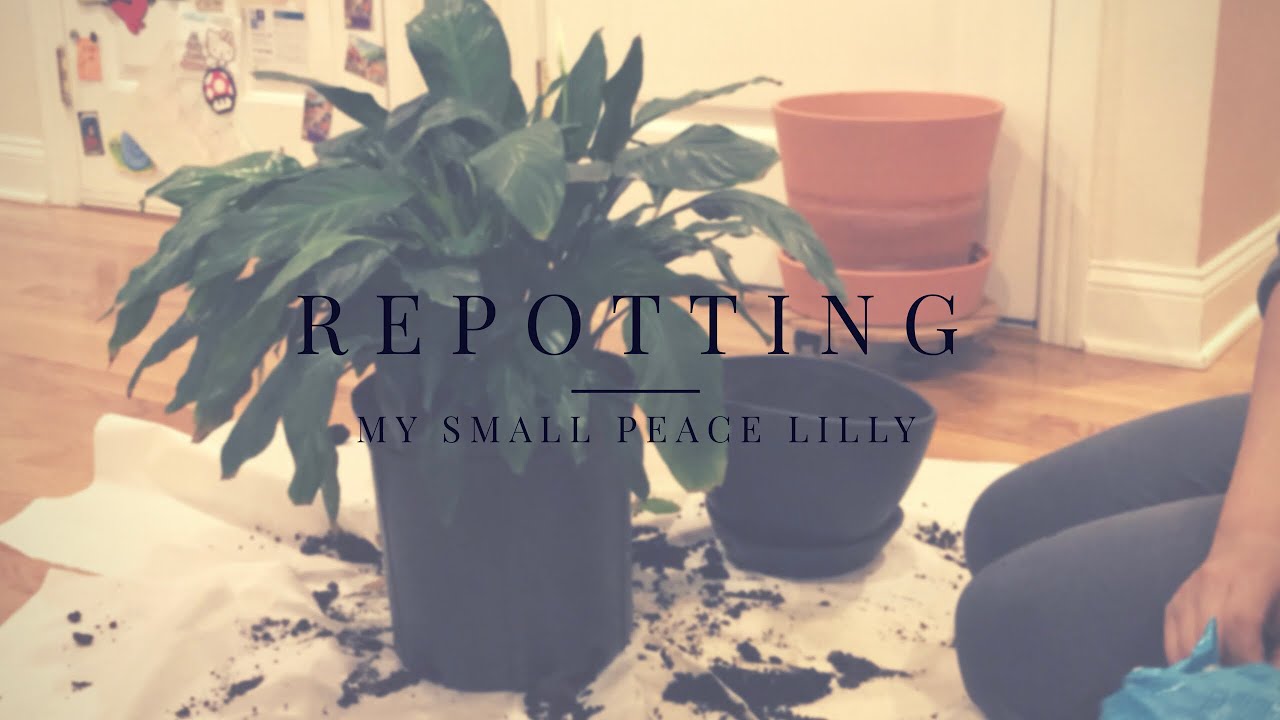 Repotting my Small Peace Lilly - YouTube