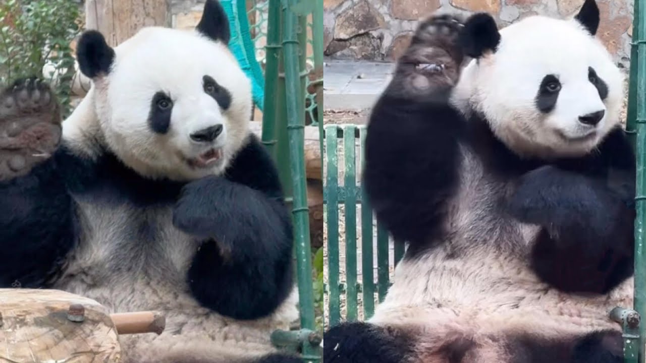 Panda Meng Lan's Adorable Moments #panda #menglan #happy #playful # ...