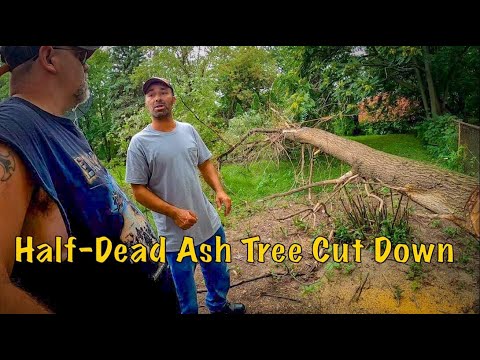 Half-Dead Ash Tree Cut Down 2023-09-08 - YouTube