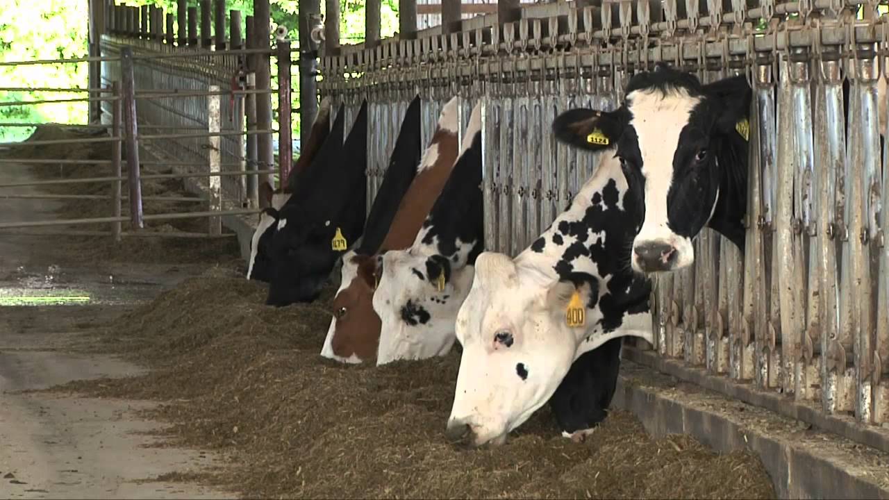 Consumers Learn About Dairy Farming and How Milk is Produced - YouTube