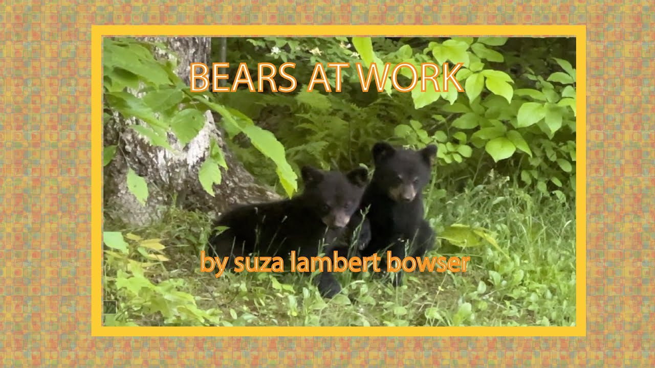 BEARS AT WORK - YouTube