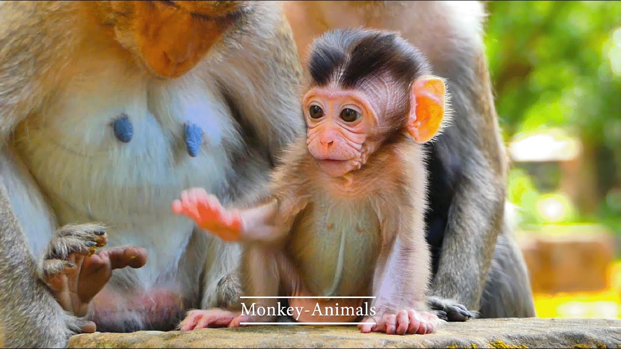 Update! So adorable little baby monkey of pepper youngest mother monkey ...