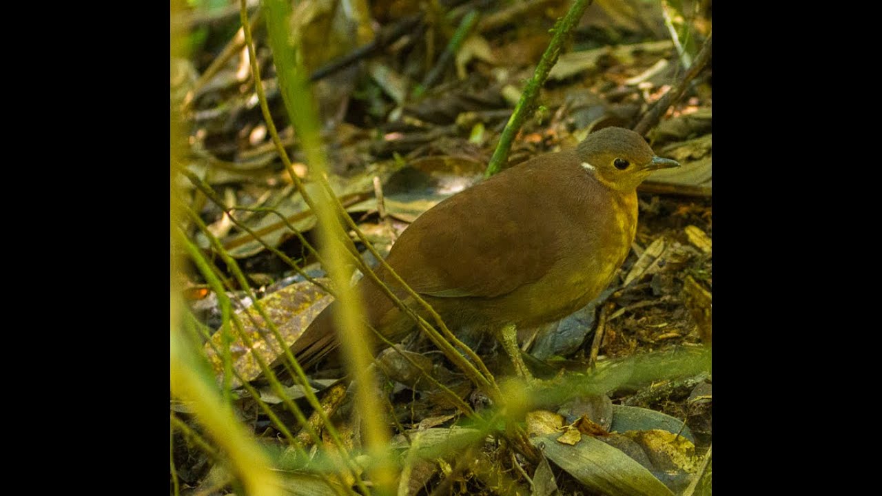 mesite birds, - YouTube