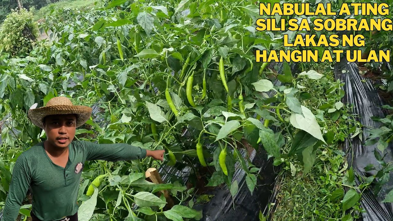 Pagtatali bawat puno ng sili para iwas buhal at pamimili ng gamit ng ...