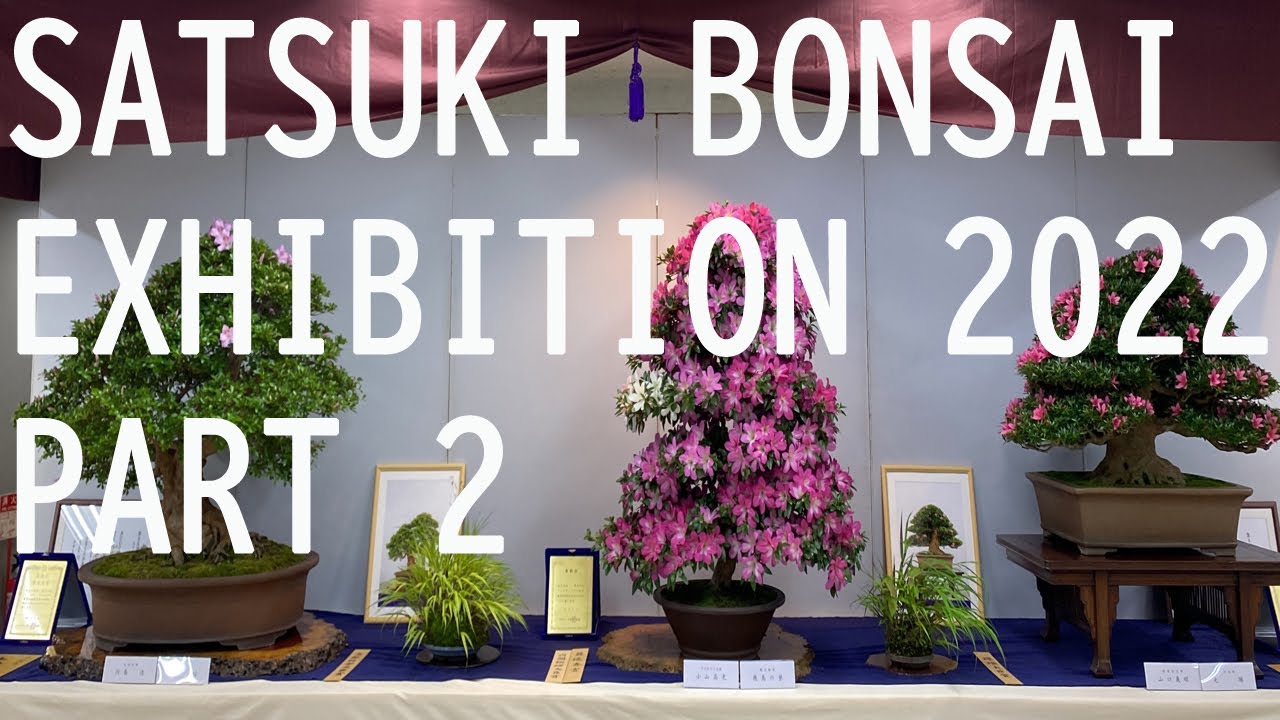 Satsuki Azalea Bonsai Exhibition 2022 - PART 2 - YouTube