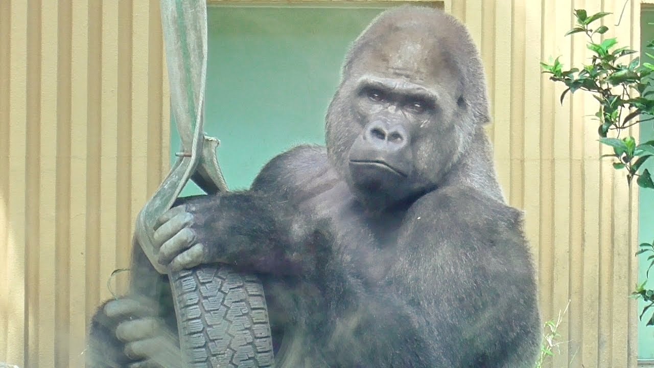 The coolest boss silverback gorilla and the cutest gorilla brothers lol ...