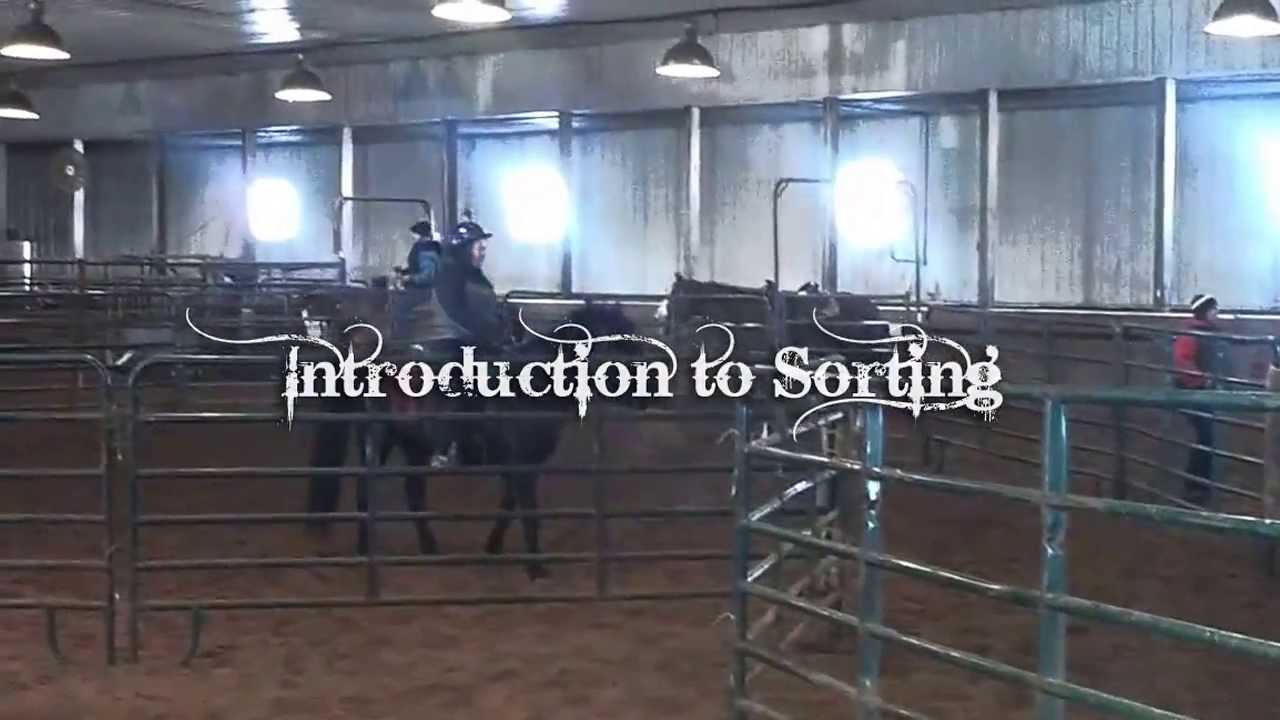 Western Gaited Dressage: Introduction to Cow Sorting - YouTube