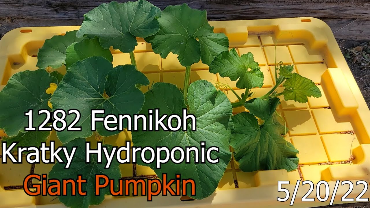 Kratky #Hydroponic Giant Pumpkin Growing - YouTube