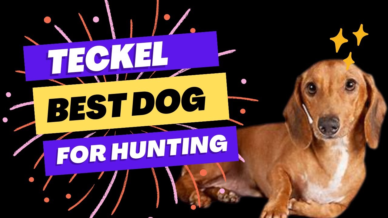 The Teckel, The long bodied, short legged dog! best for Hunting. - YouTube