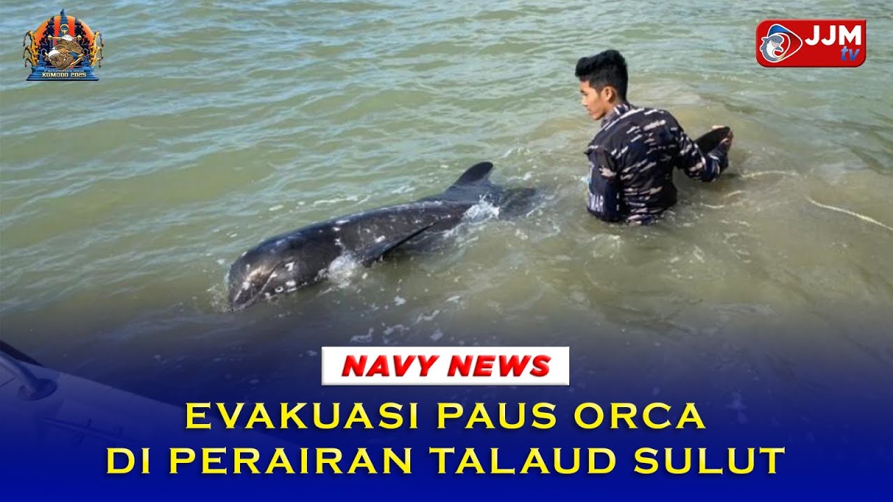 Navy News - EVAKUASI PAUS ORCA DI PERAIRAN TALAUD SULUT - YouTube