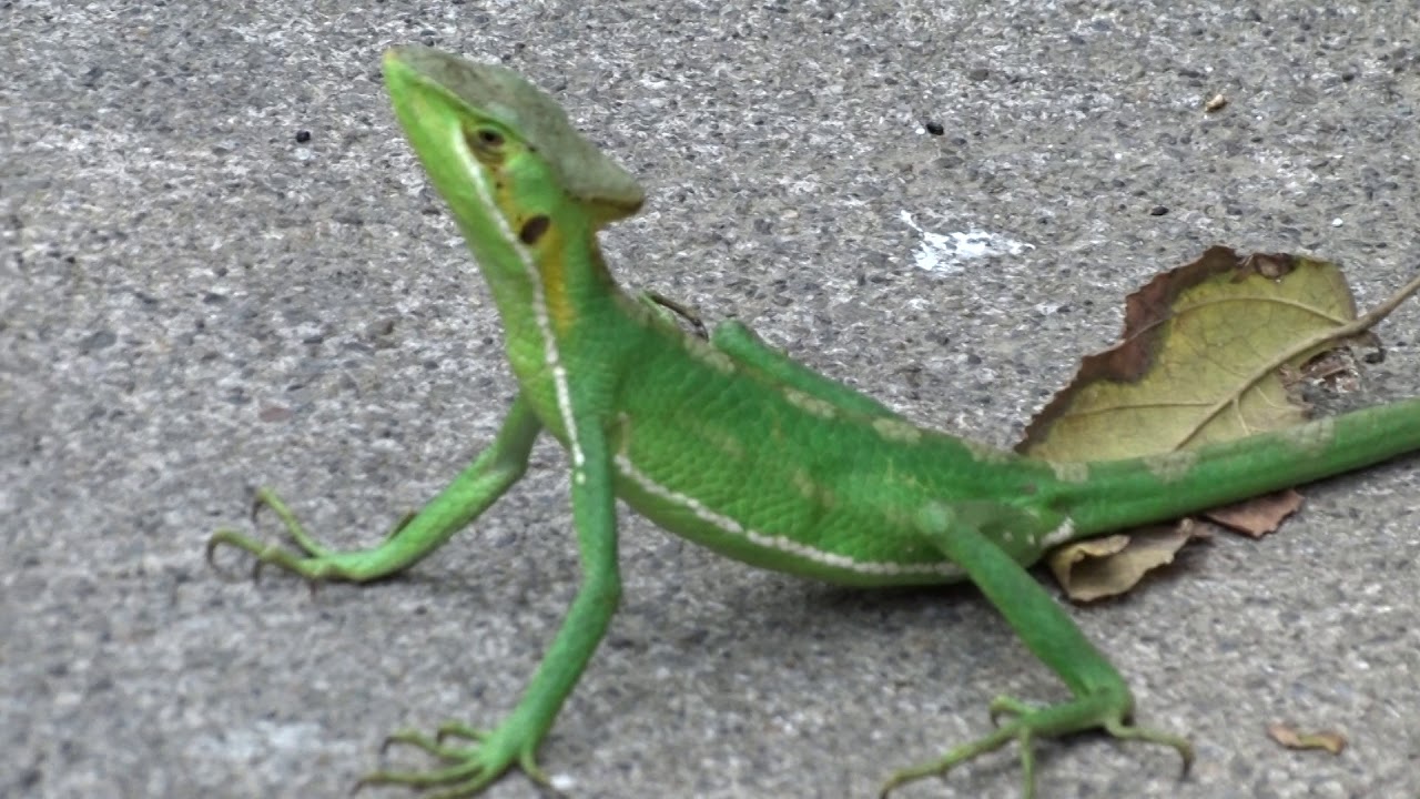 Laemanctus longipes (Iguana de casco o Toloque verde - Eastern ...