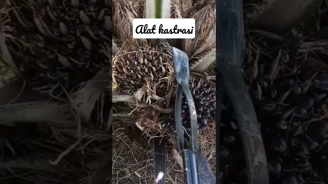 ALAT KASTRASI KELAPA SAWIT#shorts #viral - YouTube
