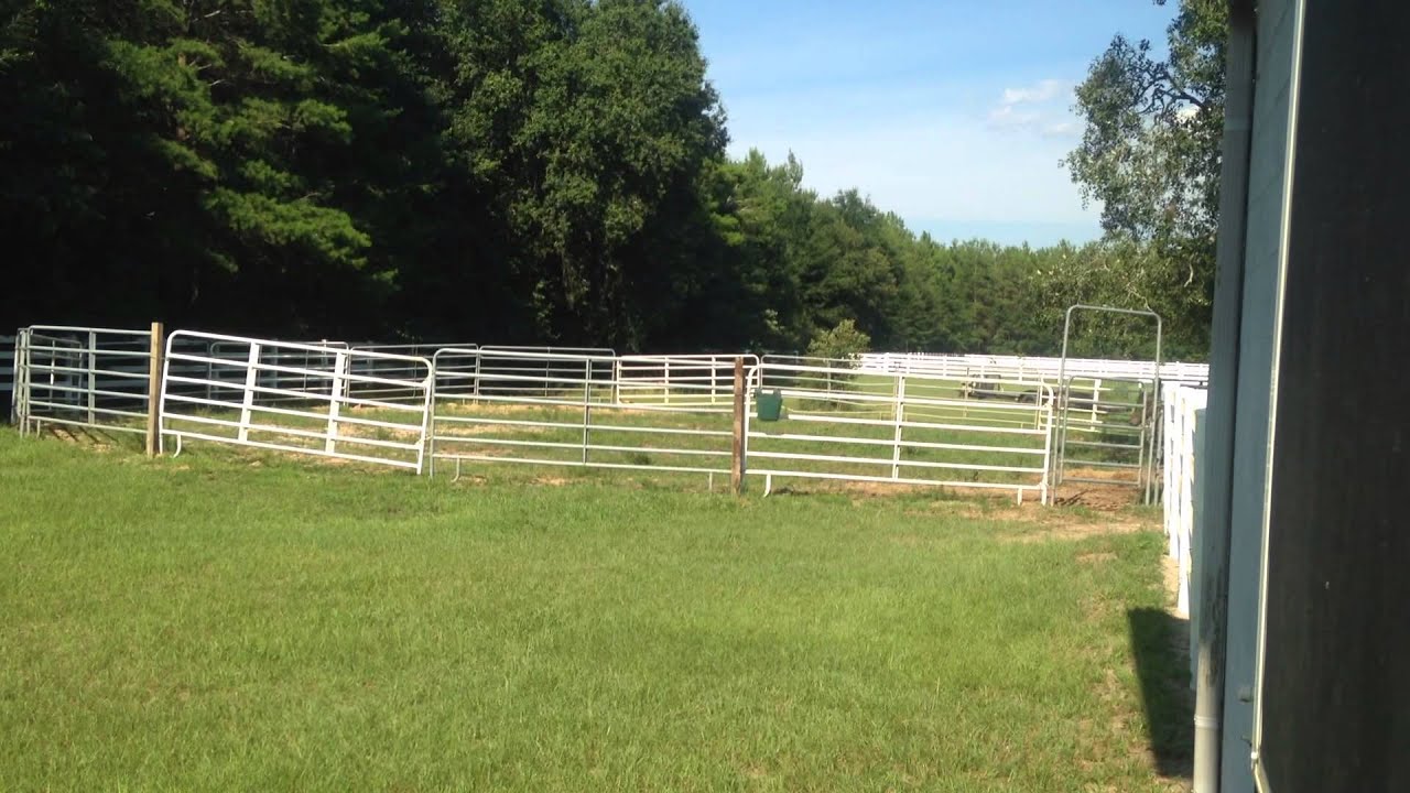 Baby Rambo learning how to be turned out! July 2014 - YouTube