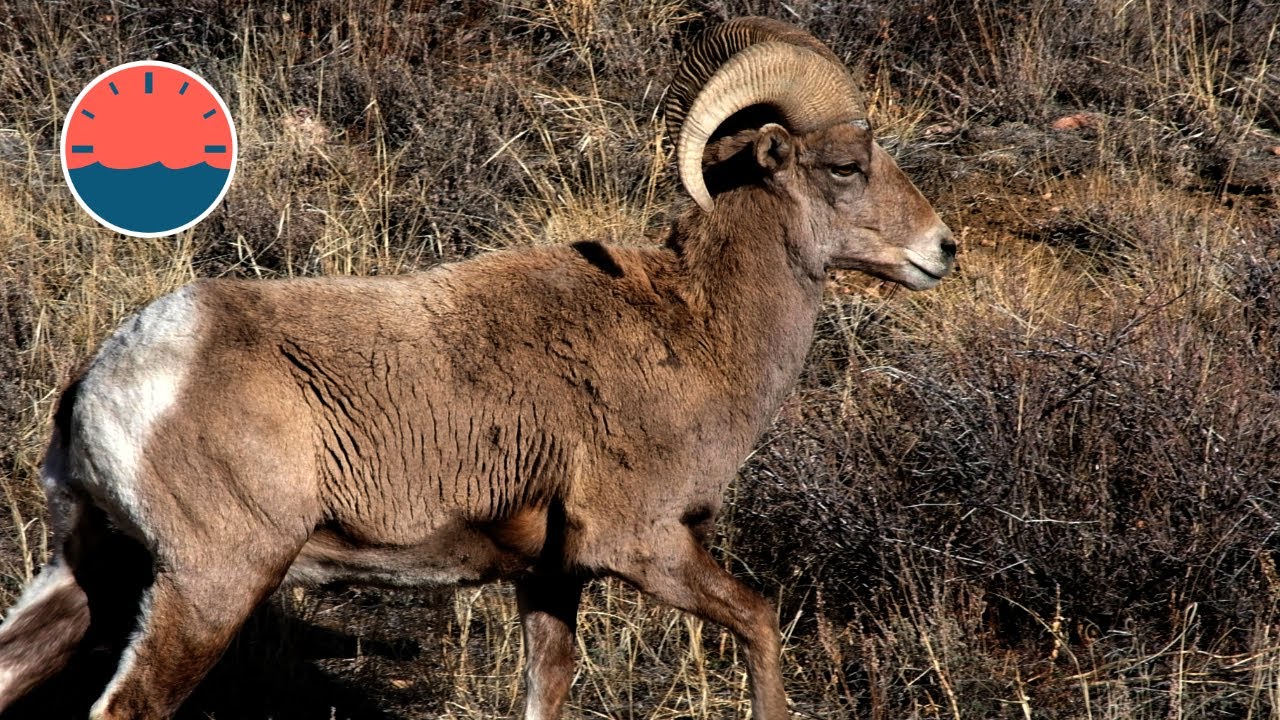 Count Some Mountain Sheep with Relaxing Music - YouTube
