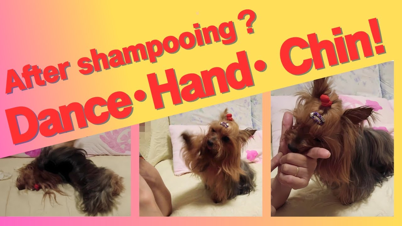 Post-shampoo bliss: Yorkie dancing and performing tricks・The hand and ...