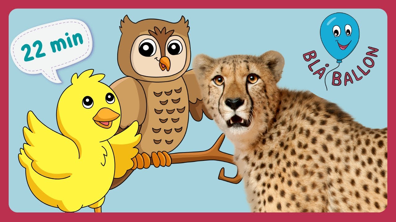 22 MINUTTER: Ugle. Gepard. Høns. 3 sjove dyrefilm for børn. Masser af ...