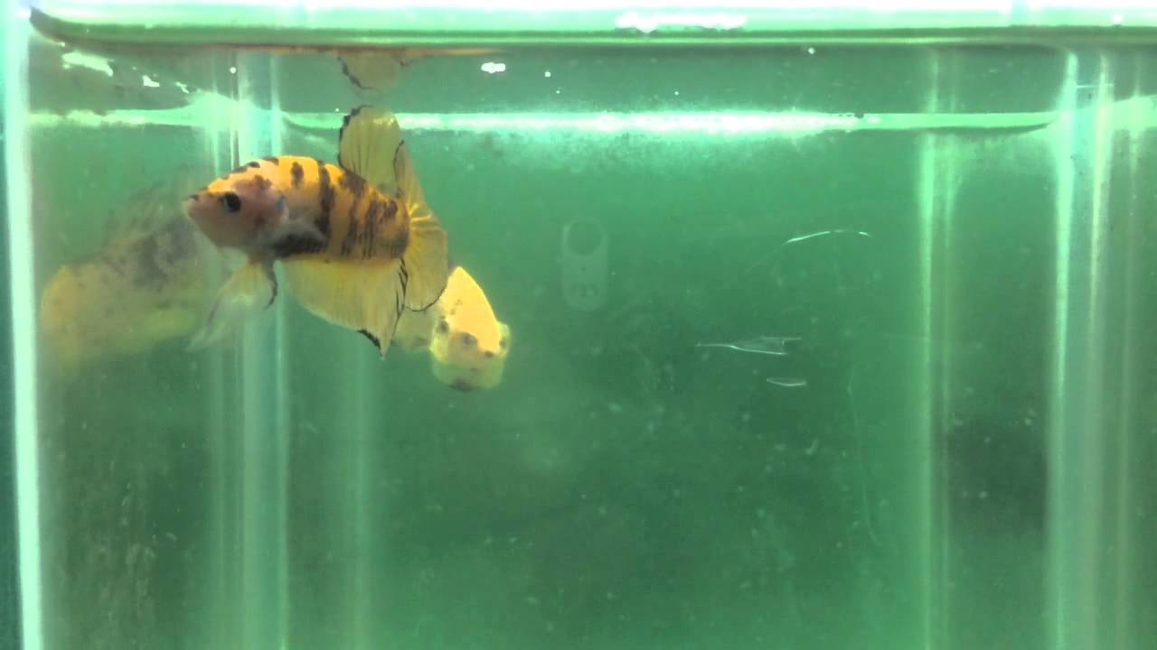 Tiger koi - YouTube