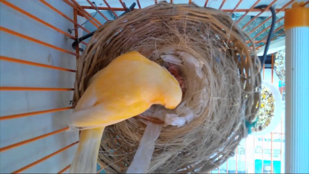 Telur Kenari Menetas - YouTube