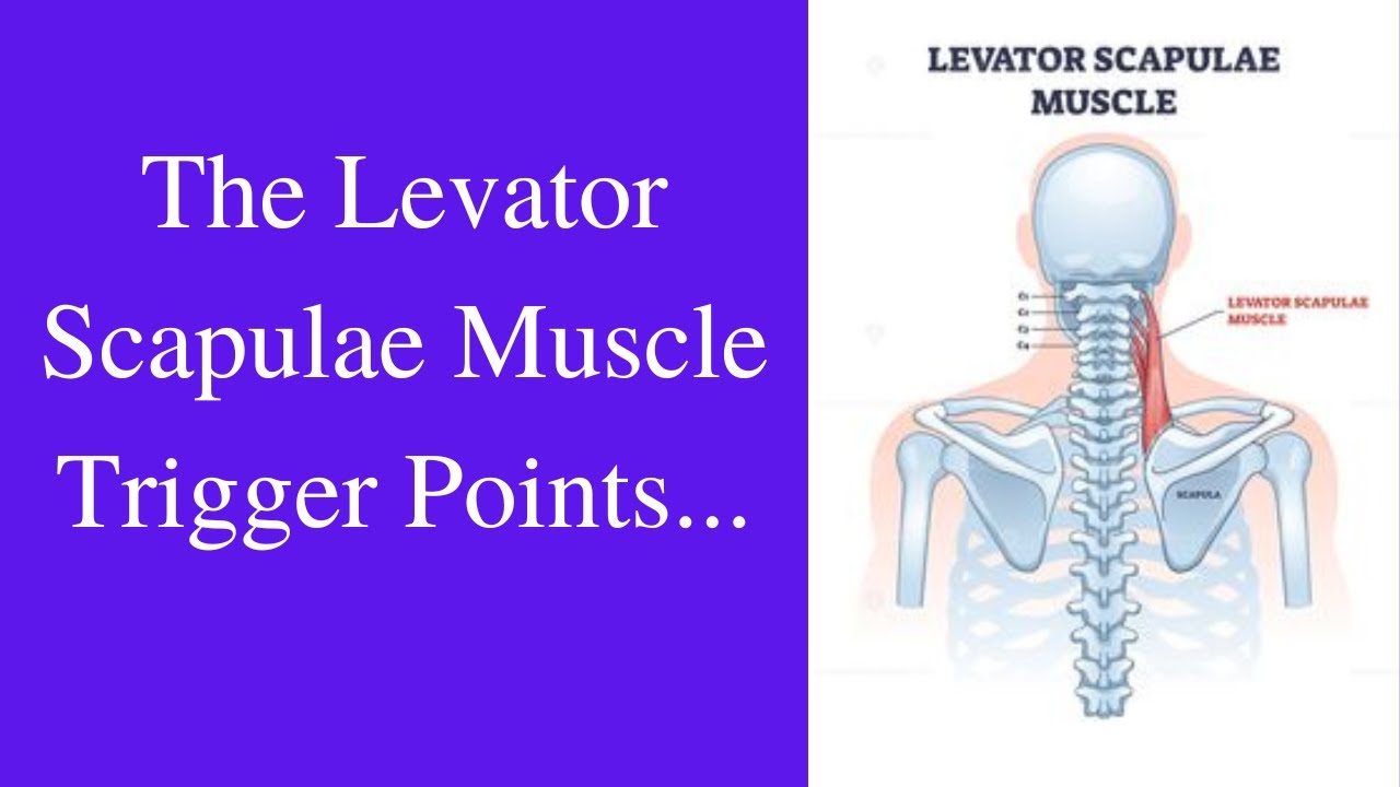 The Levator Scapulae Muscle Trigger Points | Physiotherapy - YouTube