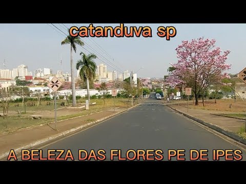 CIDADE DE CATANDUVA E SUAS BELEZA NATURAIS PÉ DE IPÊS ENFEITANDO AS ...
