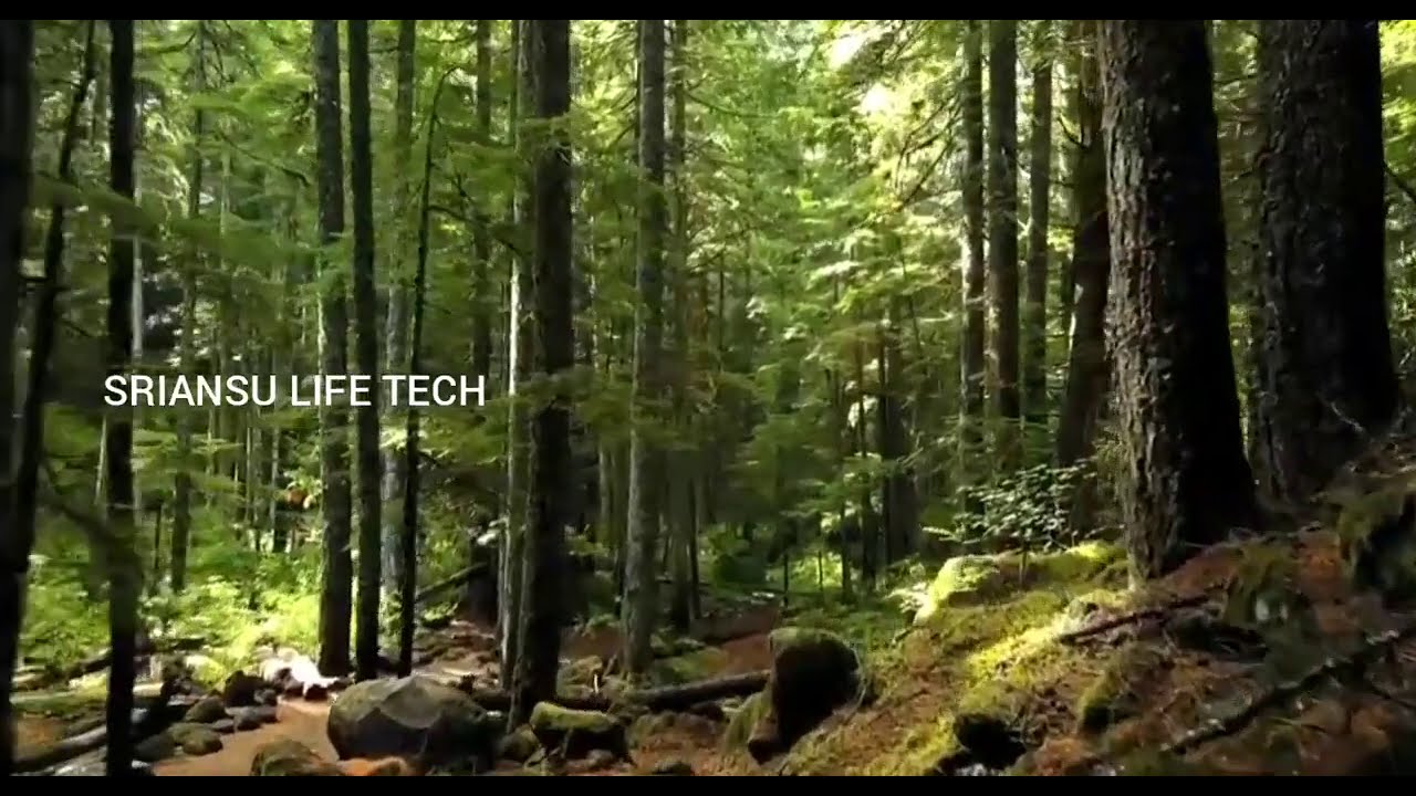 Clam Music Stress Relief Music For Nature Background 🌍🌅 - YouTube
