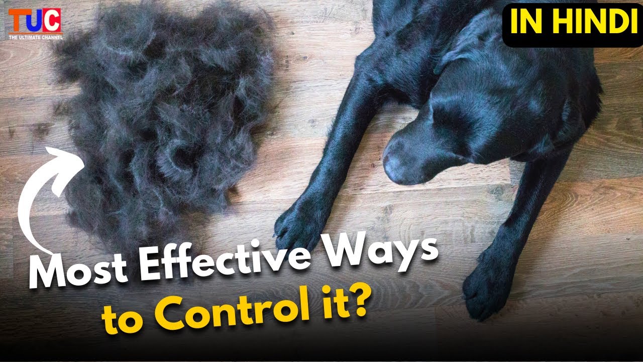 BEST Ways to Control Your Dog's Hairfall! - YouTube