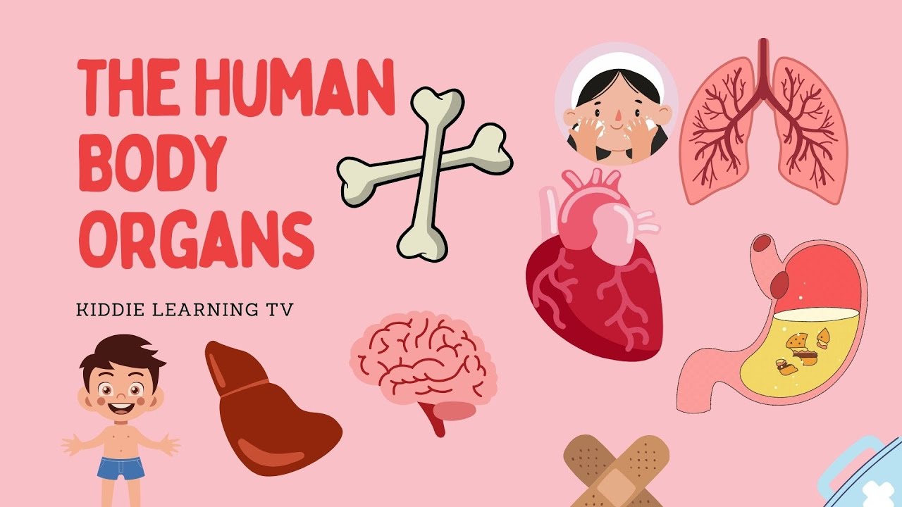 The Human Body Organs| English Stories for Toddlers,Kindergarten ...