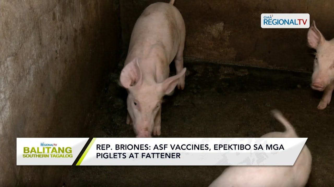 Balitang Southern Tagalog: Farm gate price ng live weight na baboy ...