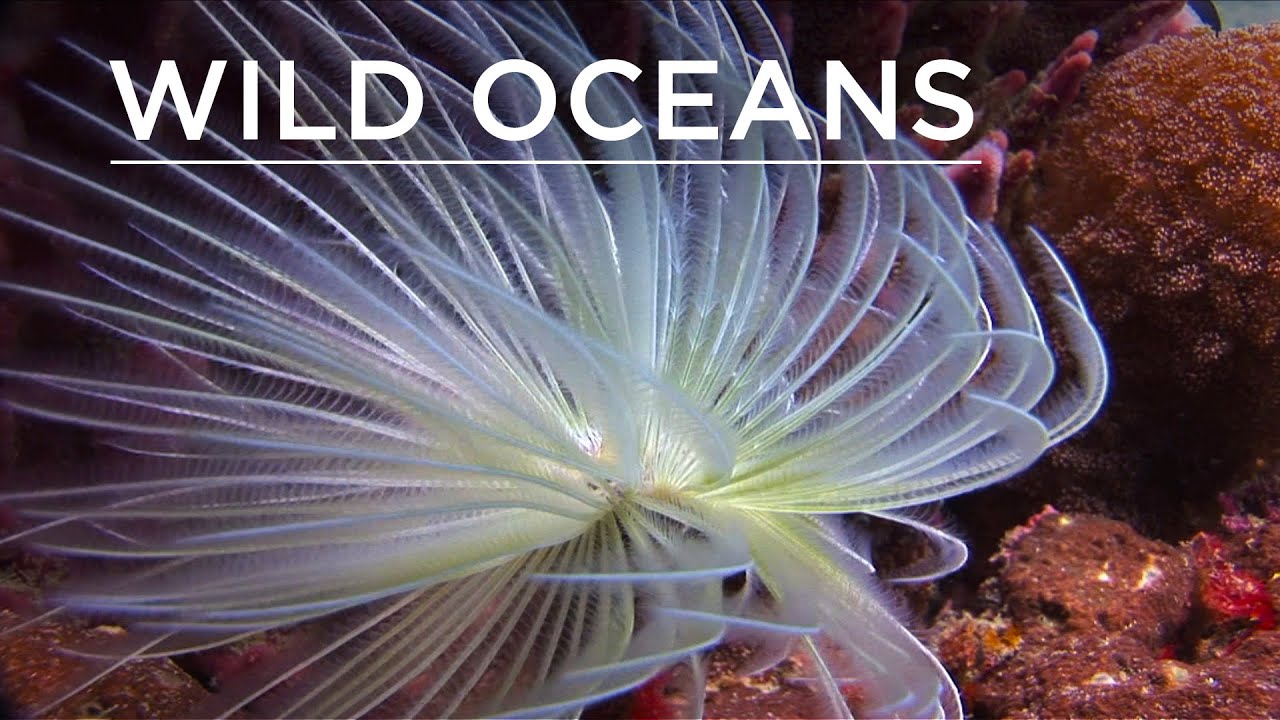 Lightning-quick worm tentacles & a well-hidden sole - YouTube