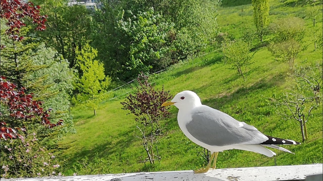 Paul the Seagull loves sunflower seeds and comes to ask for them every ...