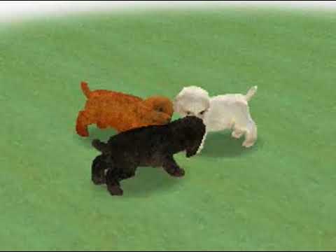 [iQue DSi] Nintendogs Trailer #1 - YouTube