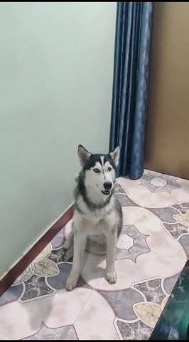 howling husky - YouTube