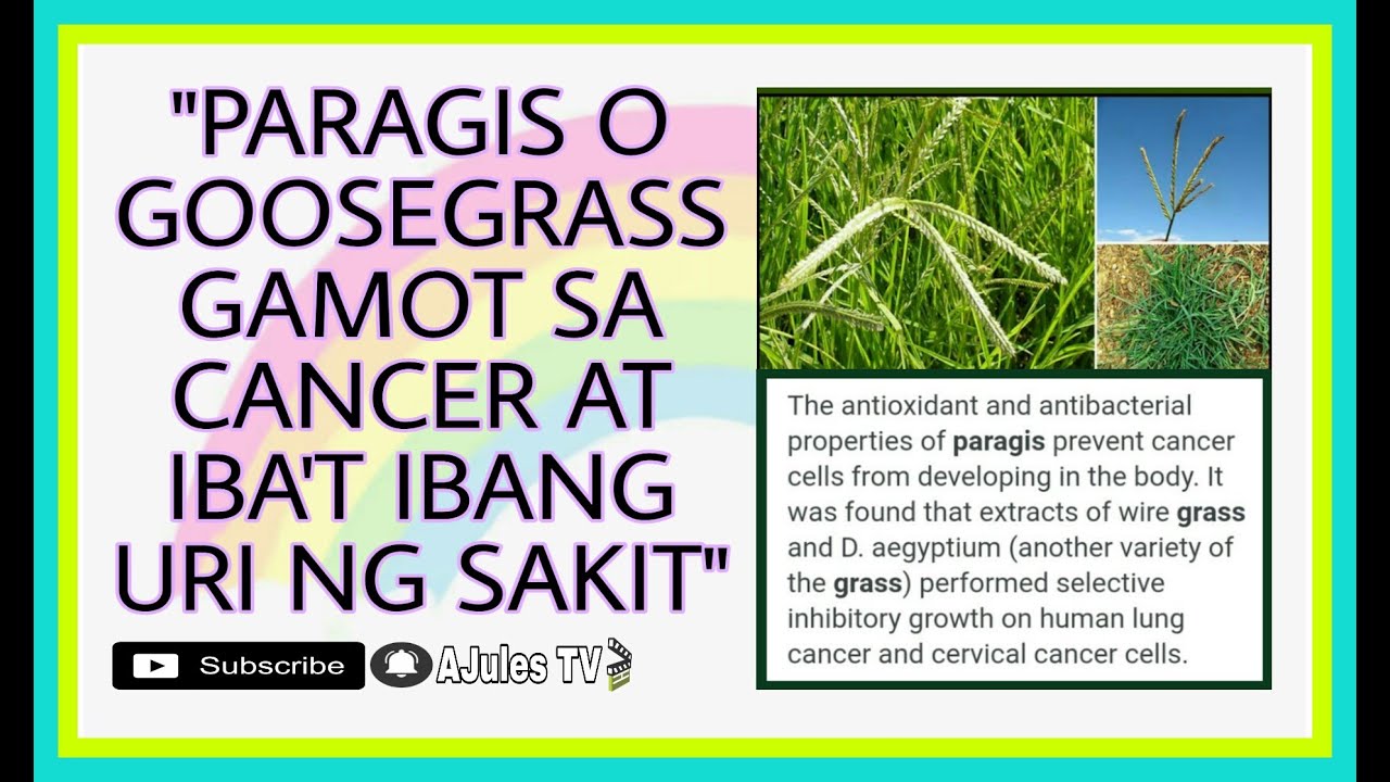 PARAGIS GRASS" GAMOT SA CANCER AT IBA'T IBANG URI NG SAKIT! - YouTube