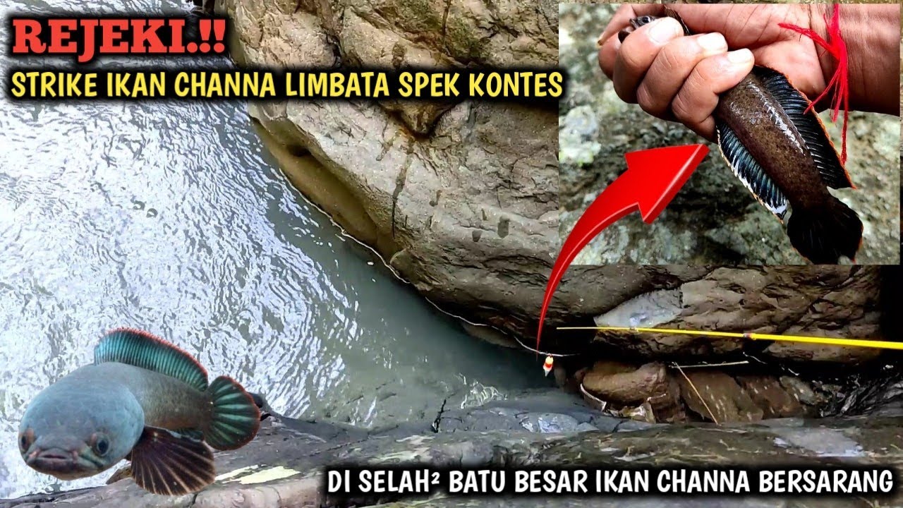 Mantap.! Mancing Ikan Gabus Hias Viral Channa Limbata / Kotes || Strike ...