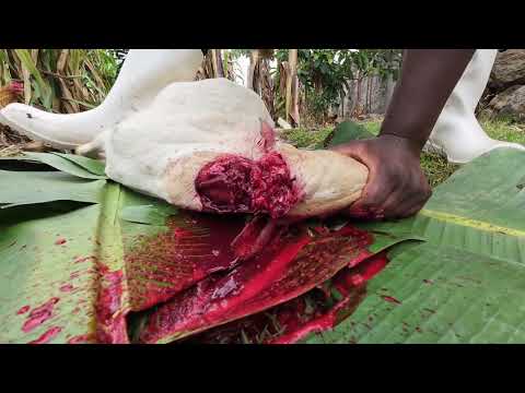 Village Girl Slaughtering Goat 🐐 Traditionally For Educational Purpose #butcher #slaughter #goat 