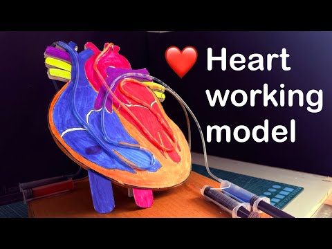 heart model science project cardboard | heart working model Biology ...