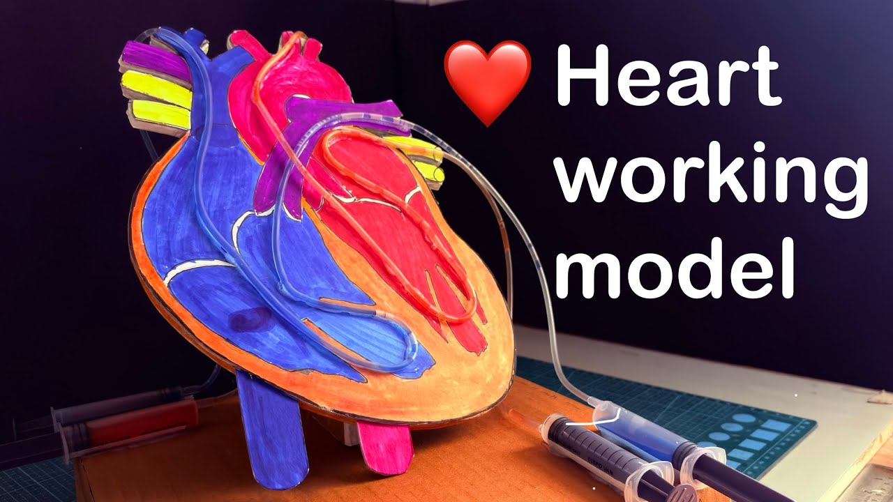 heart model science project cardboard | heart working model Biology ...