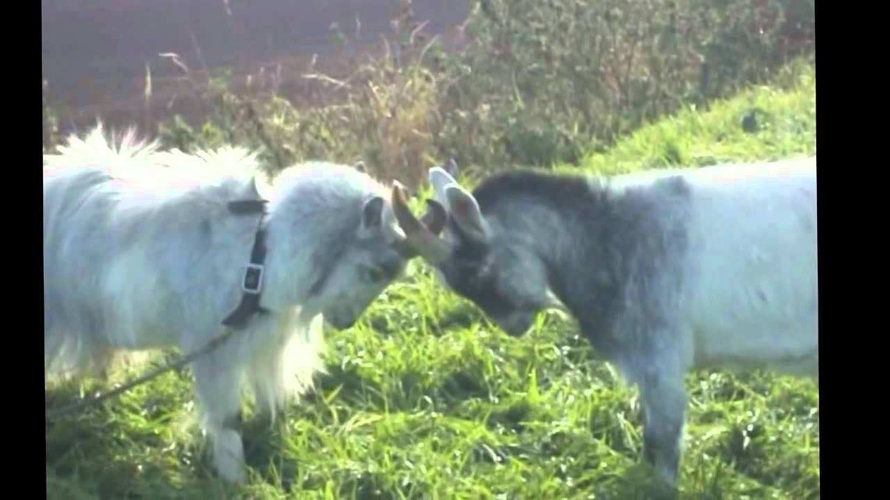 Barn at Beal goats play fighting and horn biting! - YouTube