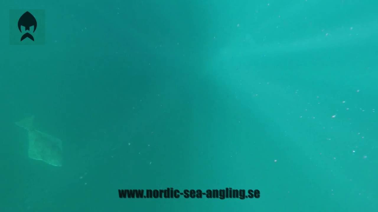 Flundra attack under water footage - YouTube