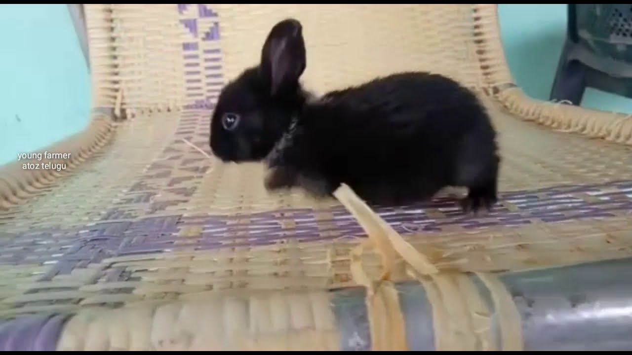 Baby Black Rabbits