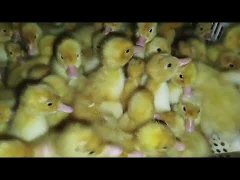 Ördək balası,qaz balası, hinduşka cücələri olur.0507438731
