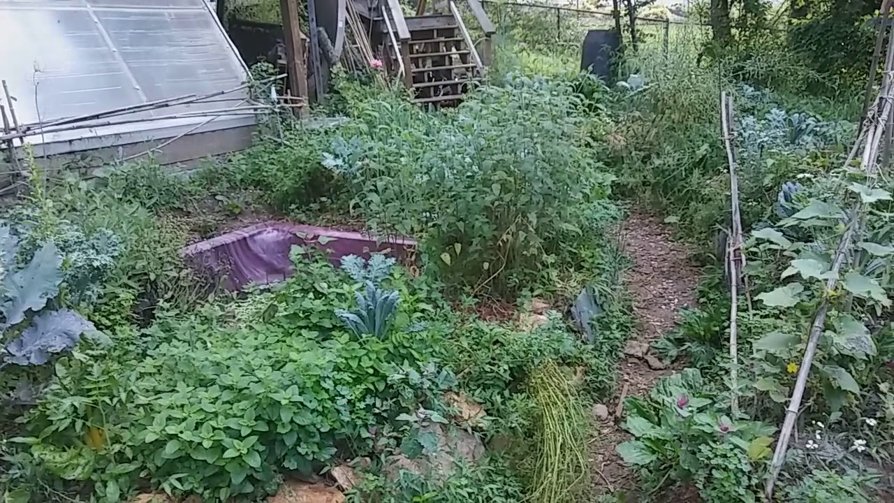Phat Ninja Farm five years into the permaculture food forest design ...