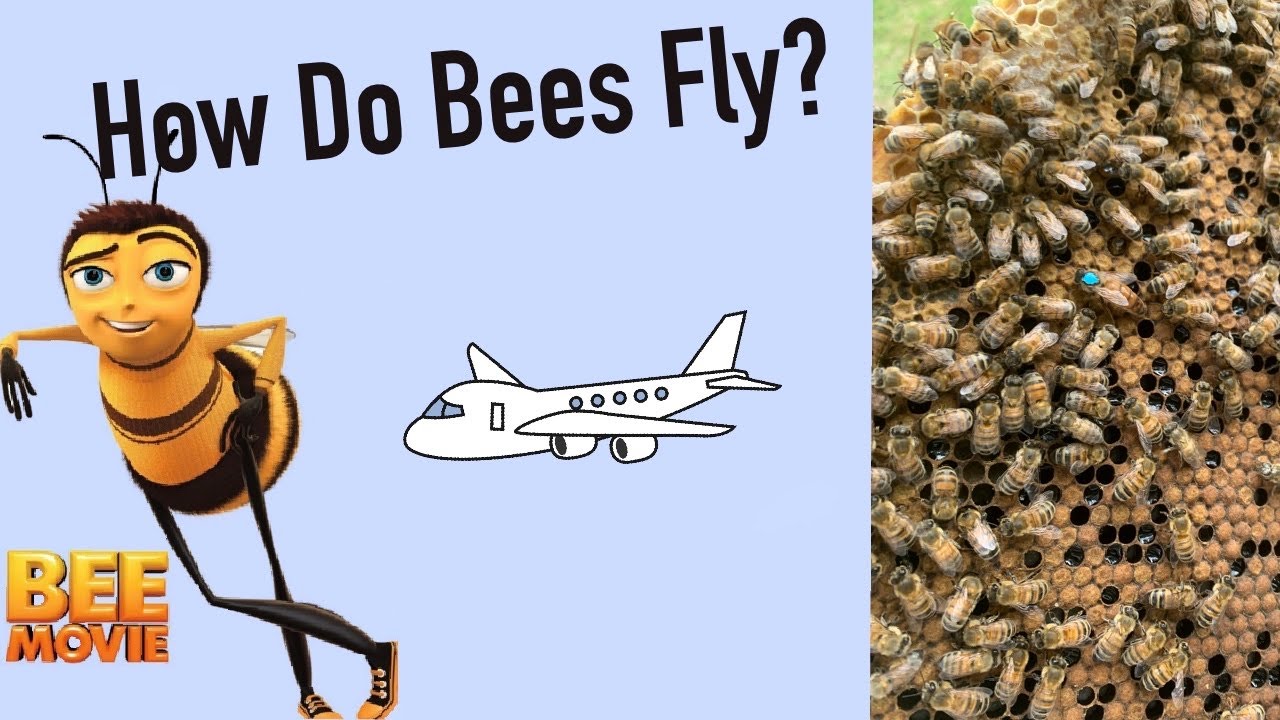 The Bee Movie | How Do The Bees Fly? | According To All Know Laws of ...