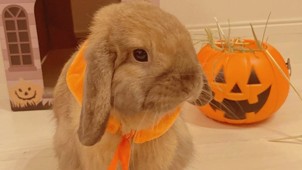 Happy Halloween Baby Cute and Funny Rabbit Videos | Happy Halloween ...