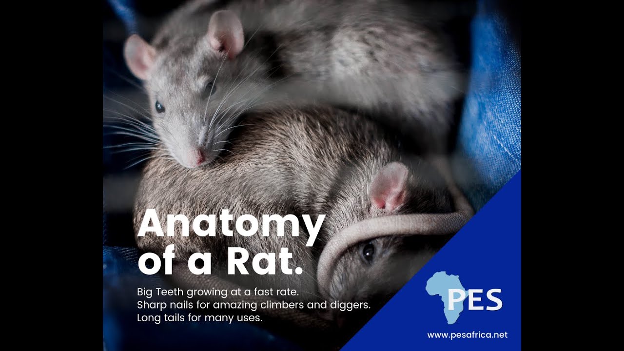 Anatomy of a Rat - YouTube