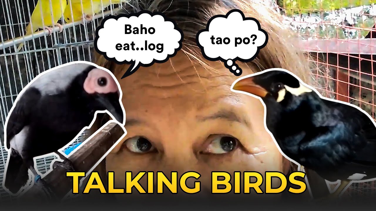 Talking birds | Hilarious birds - YouTube