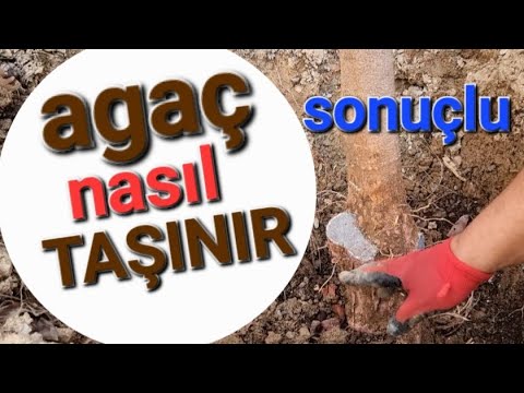 ağaç nasıl taşınır? ağaç nasıl aktarılır? #tropikaltopraktv dut köklendirme