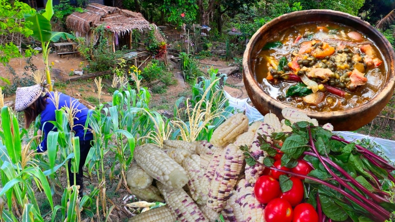 Peaceful life in the Countryside | Harvesting Purple Corn , Alugbati ...