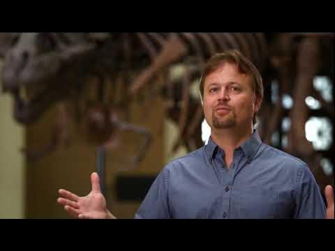 The Continuing Story of Sue Dinosaur 13 - YouTube