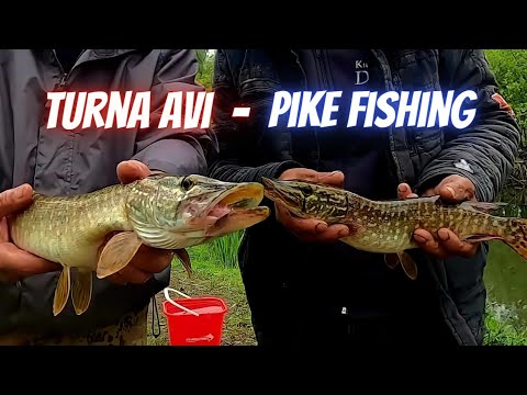 Turna Avı - Canlı Yem Oltası - Turna Balığı - Balık Avı - Pikey